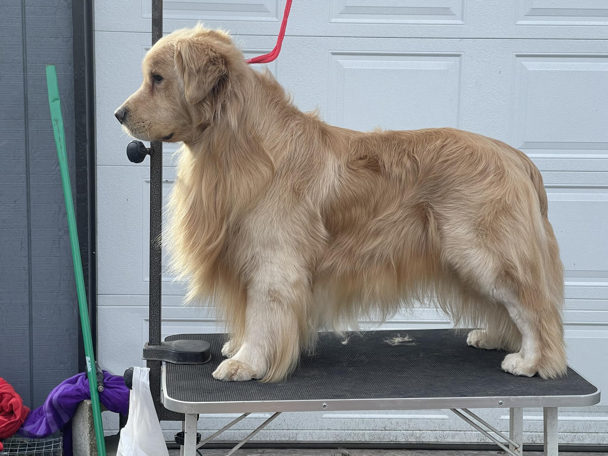 Puppies-Available! – Swansun Golden Retrievers