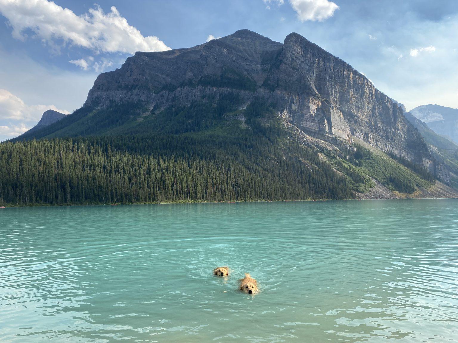 Swansun Golden Retrievers – Golden Retrievers, Mica, WA