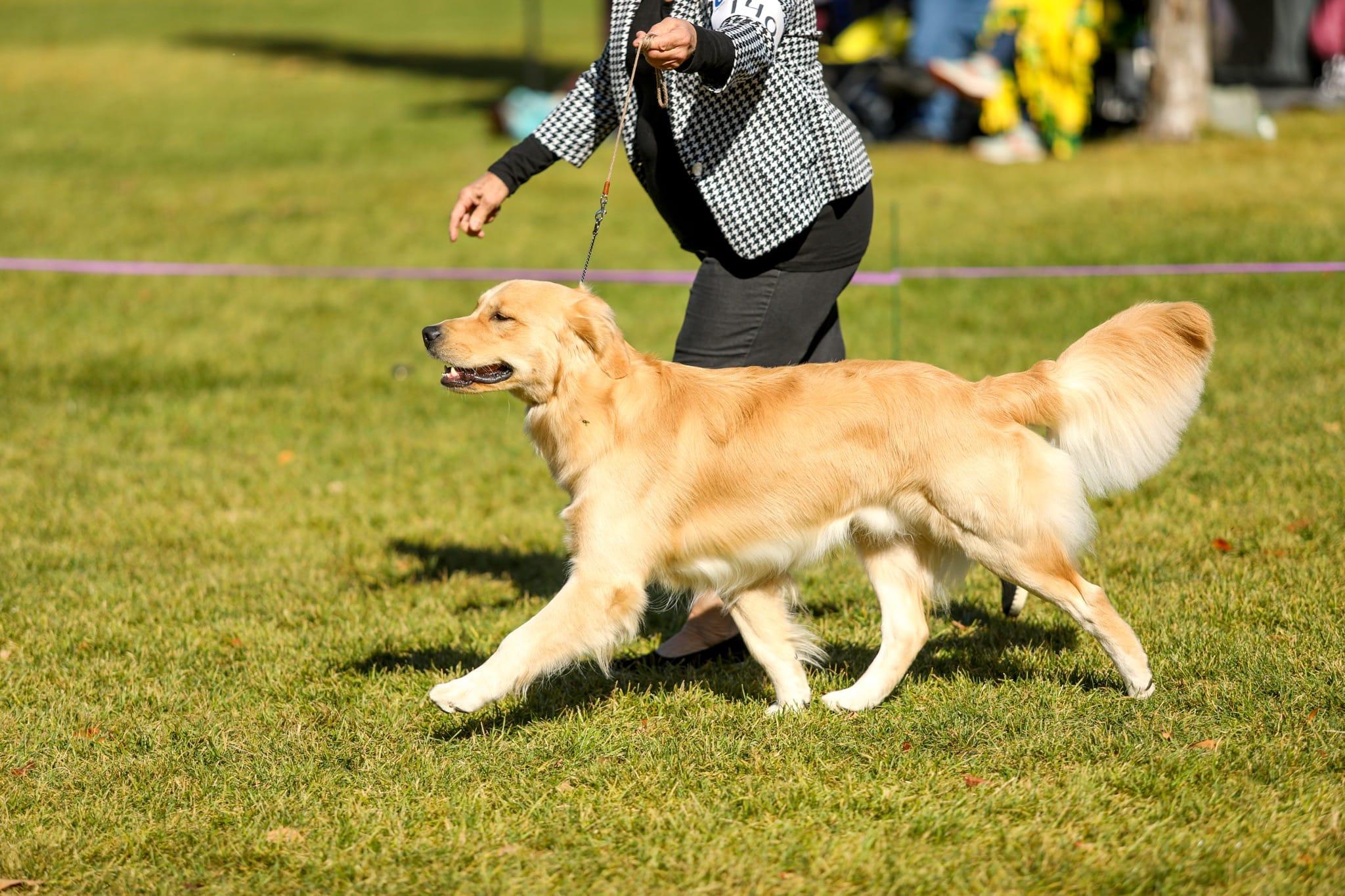 Upcoming Breedings Swansun Golden Retrievers